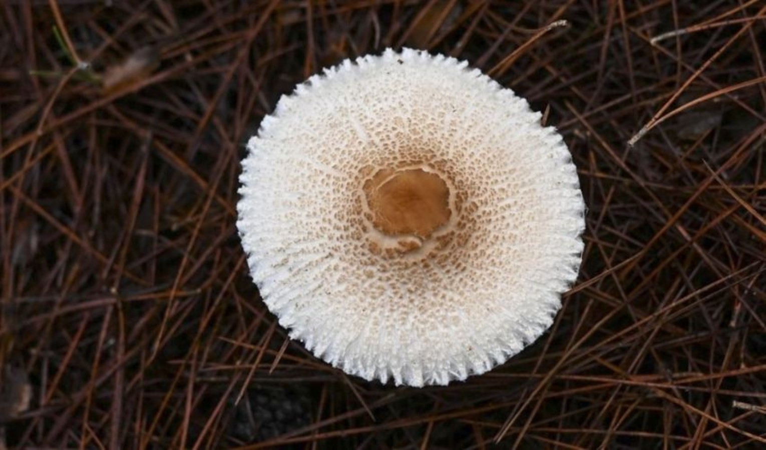 Doğada yetişen mantarlar konusunda doğru bilinen yanlışlar